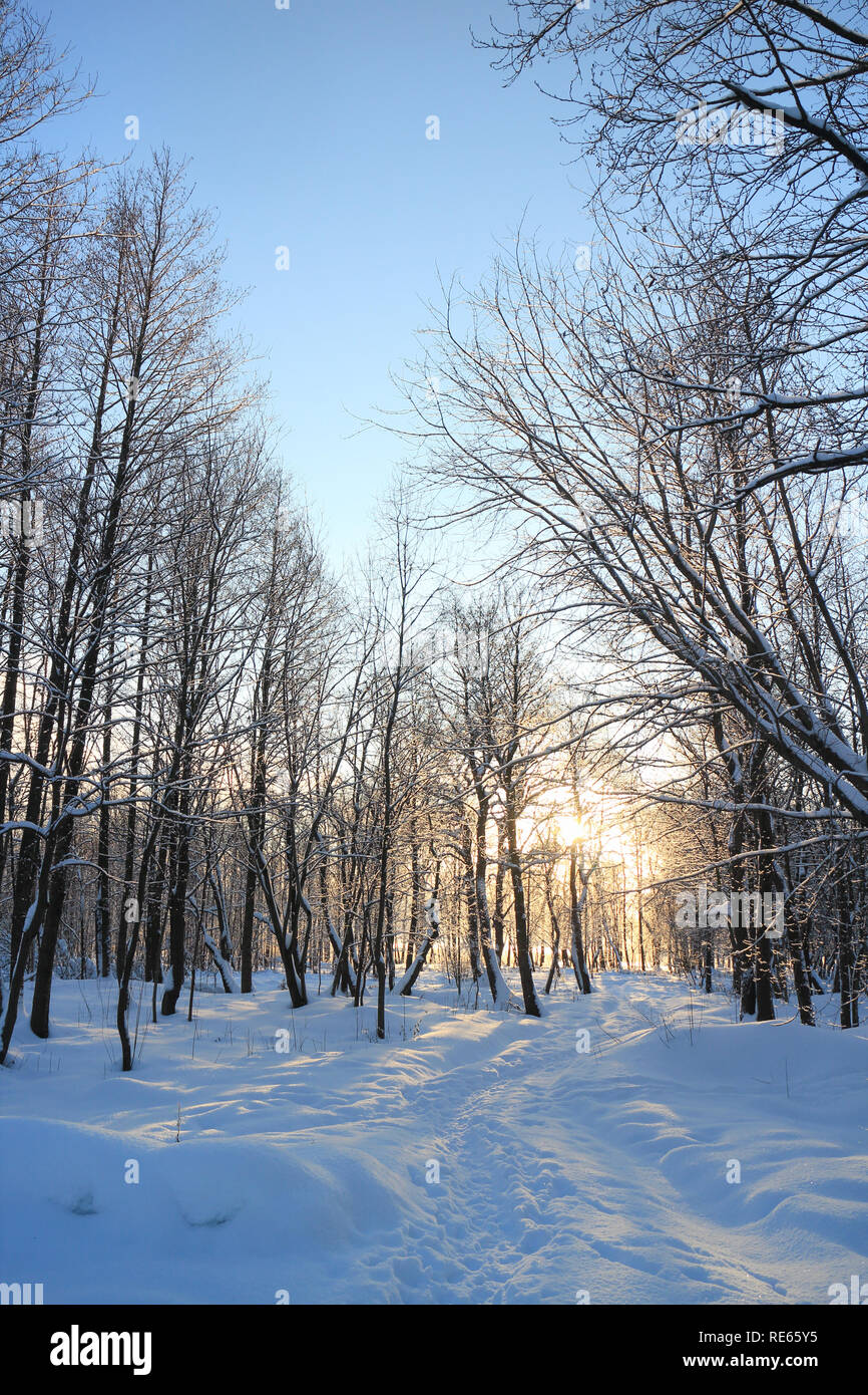 Sentiero nel bosco innevato immagini e fotografie stock ad alta ...
