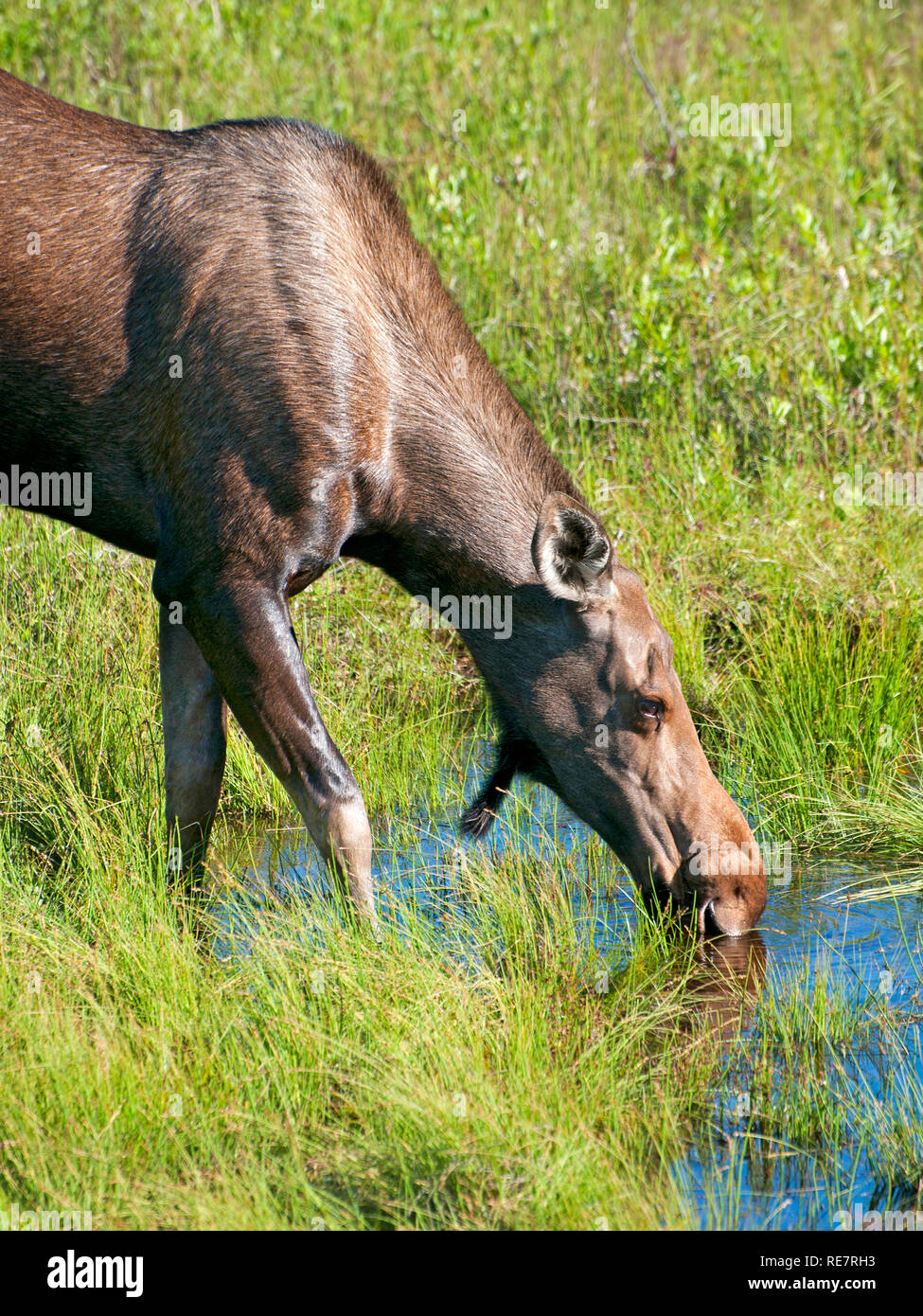 Vita selvaggia in alaska immagini e fotografie stock ad alta ...