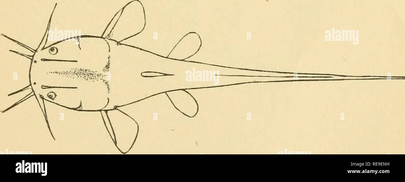 . Contributi al North American ittiologia. Pesci. FlO. 69 (6)-Noturus ...