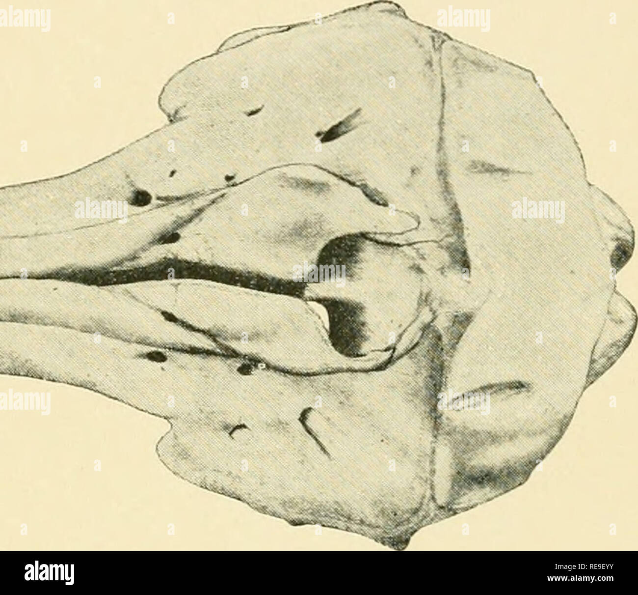 . Contributi per la storia naturale dei cetacei. Un riesame della ...