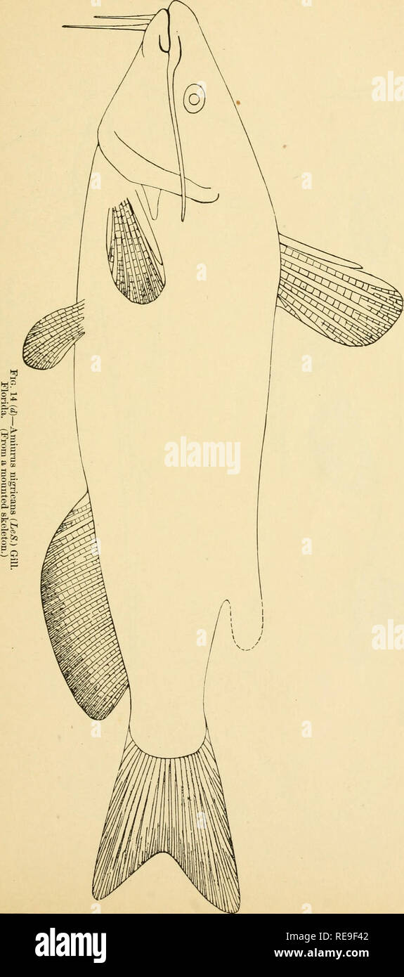 . Contributi al North American ittiologia. Pesci. La piastra 9. Si ...