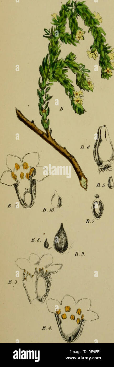 . Contributi per la flora di Mentone e a un inverno flora della Riviera ...