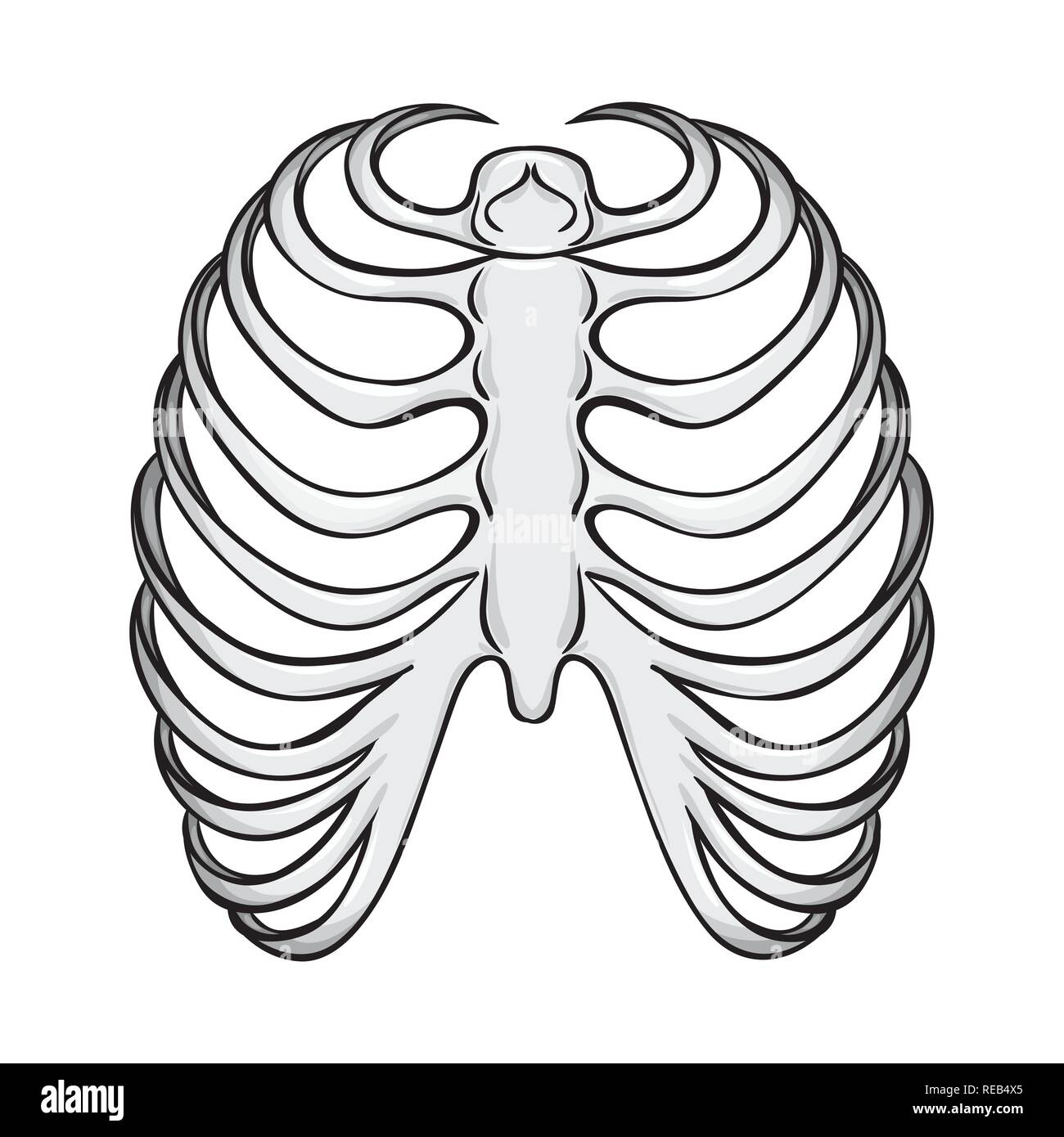 Anatomia dell'osso dello sterno Immagini Vettoriali Stock - Alamy