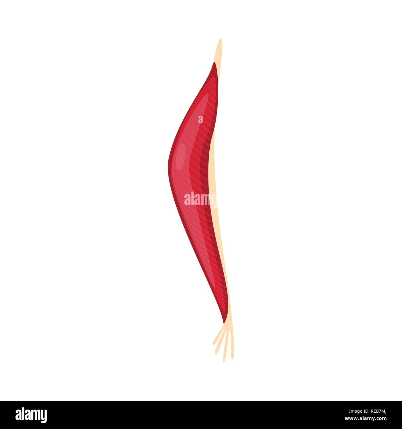 Allenamento,guadagno,petto,tricipiti,didattica biologia,,sistema ...