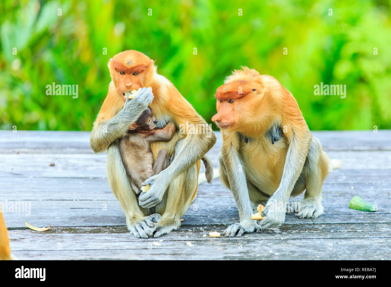 Proboscide insolita immagini e fotografie stock ad alta risoluzione - Alamy