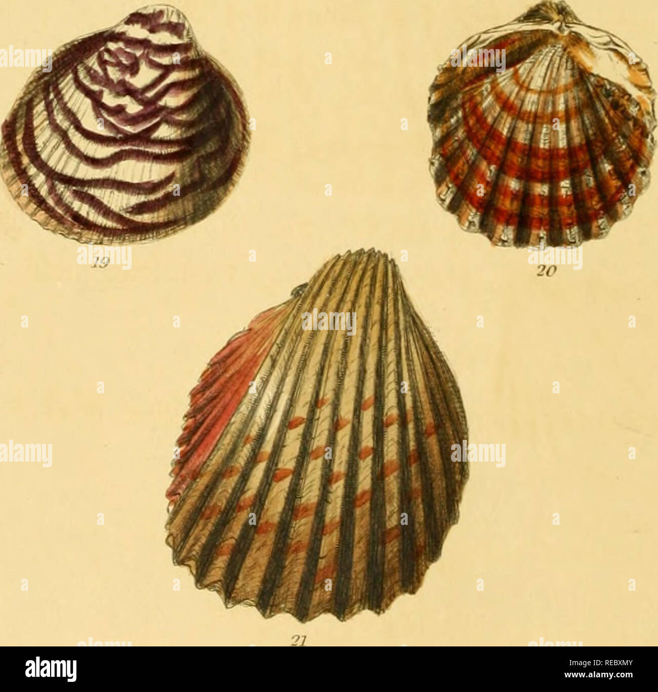 . Conchologia systematica, o sistema completo di conchology: in cui ...