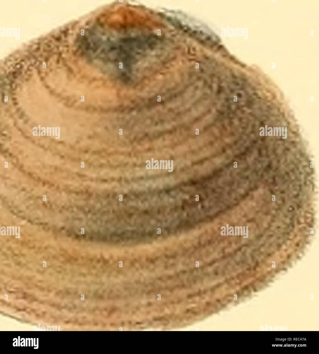 . Conchologia iconica, o illustrazioni dei gusci di molluscous animali ...
