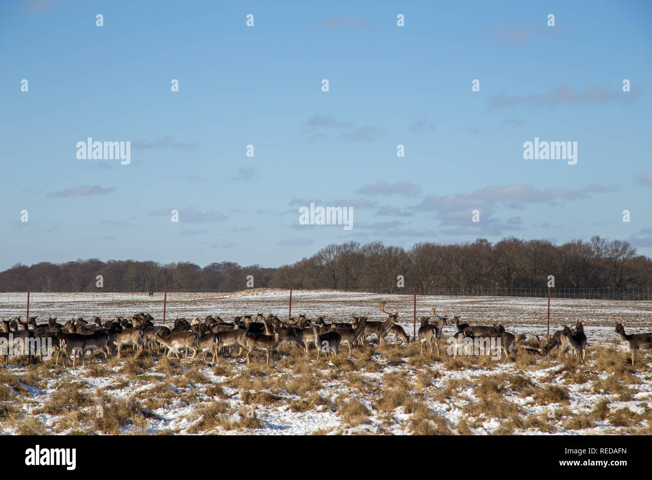 Dyrehaven klampenborg denmark immagini e fotografie stock ad alta ...