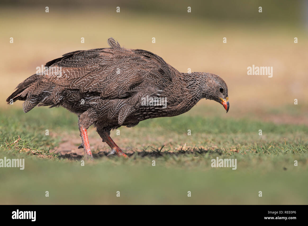 Capo francolin pternistis capensis immagini e fotografie stock ad alta ...