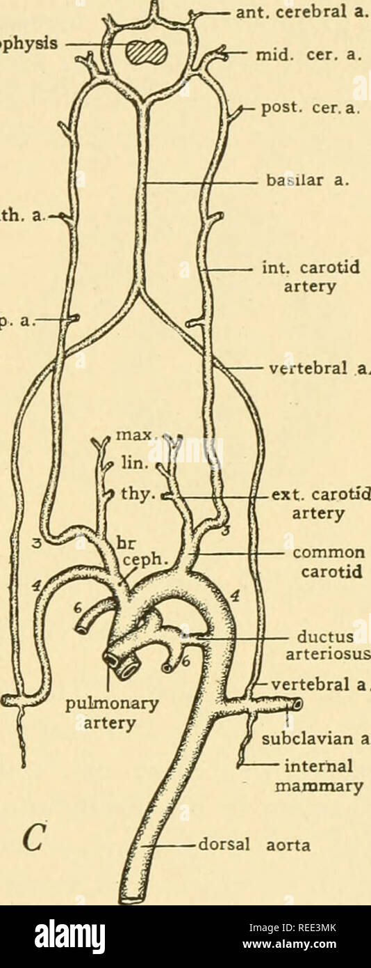Circolo di willis anatomia immagini e fotografie stock ad alta ...