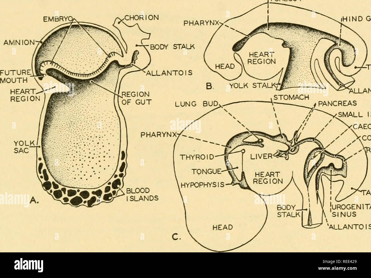 . Anatomia comparata. Anatomia di confronto. Il sistema vascolare 365 ...