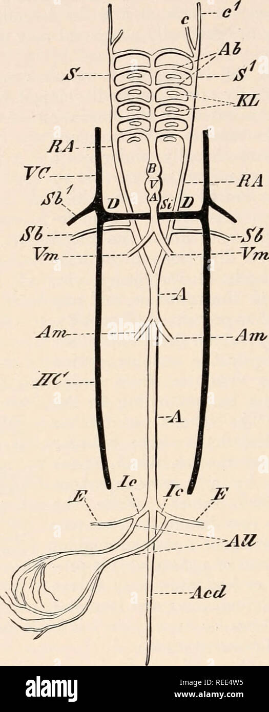 Arterie vitelline immagini e fotografie stock ad alta risoluzione - Alamy