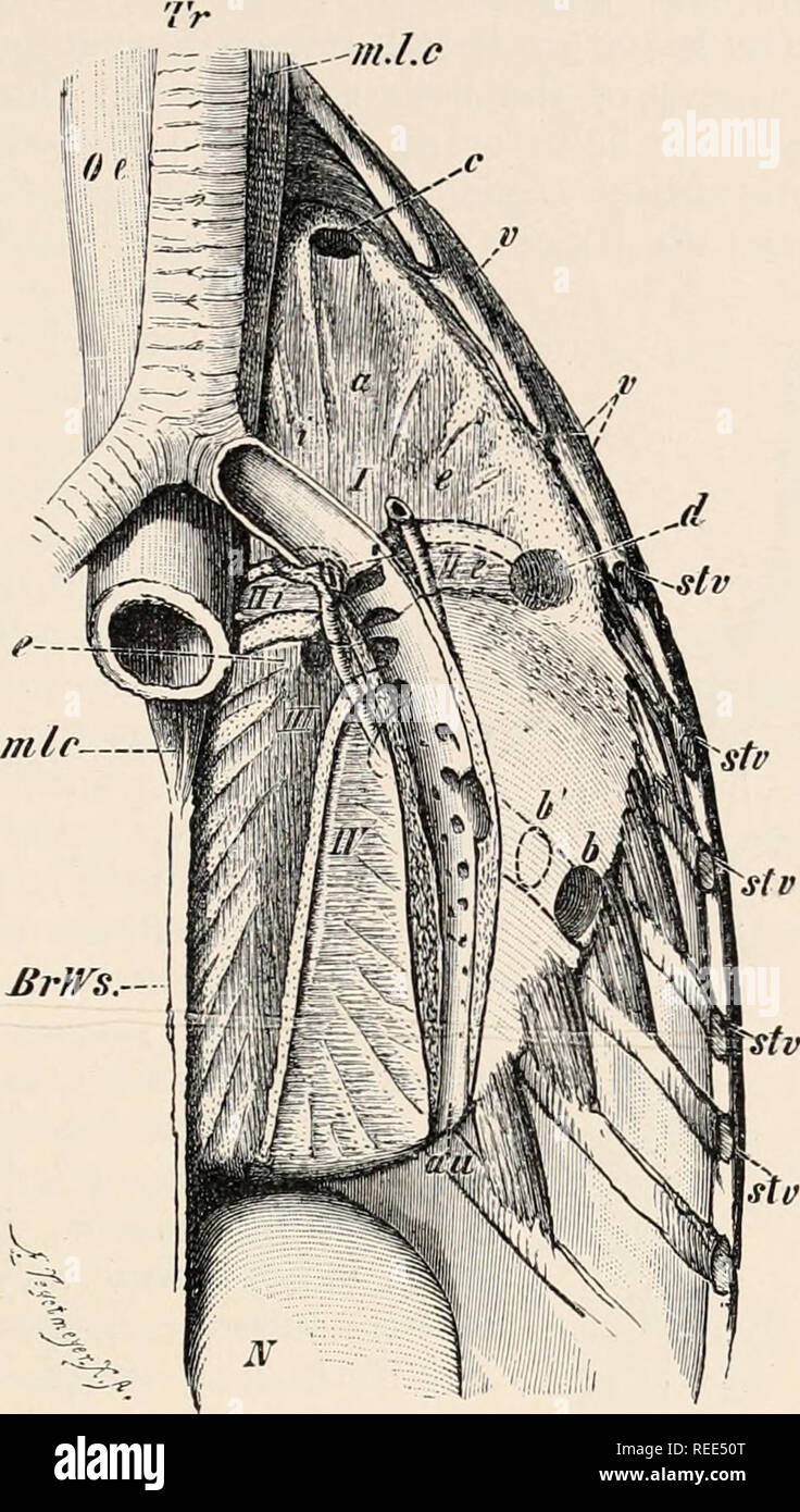 . Anatomia comparata dei vertebrati. Anatomia, comparativo; vertebrati ...