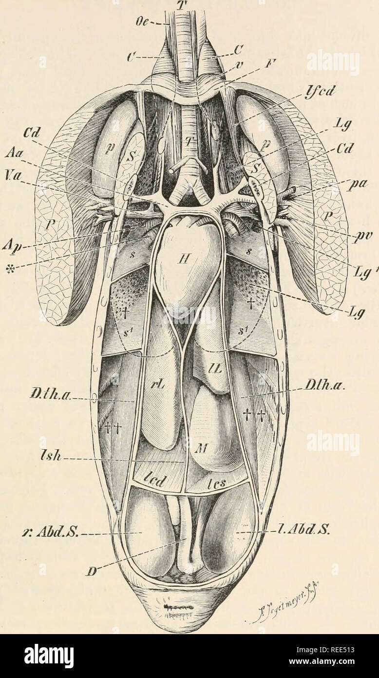 . Anatomia comparata dei vertebrati. Anatomia, comparativo; vertebrati ...