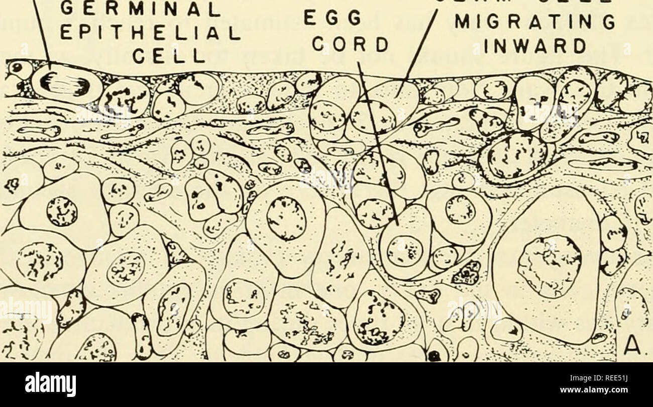 . Embriologia comparata dei vertebrati; con 2057 disegni e foto ...