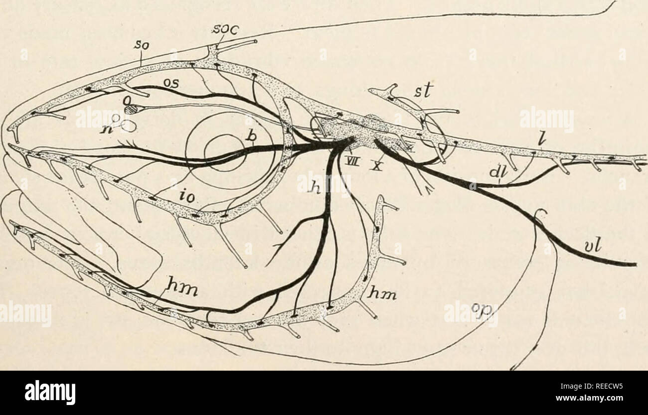 . Anatomia comparata dei vertebrati. Anatomia, comparativo; vertebrati ...