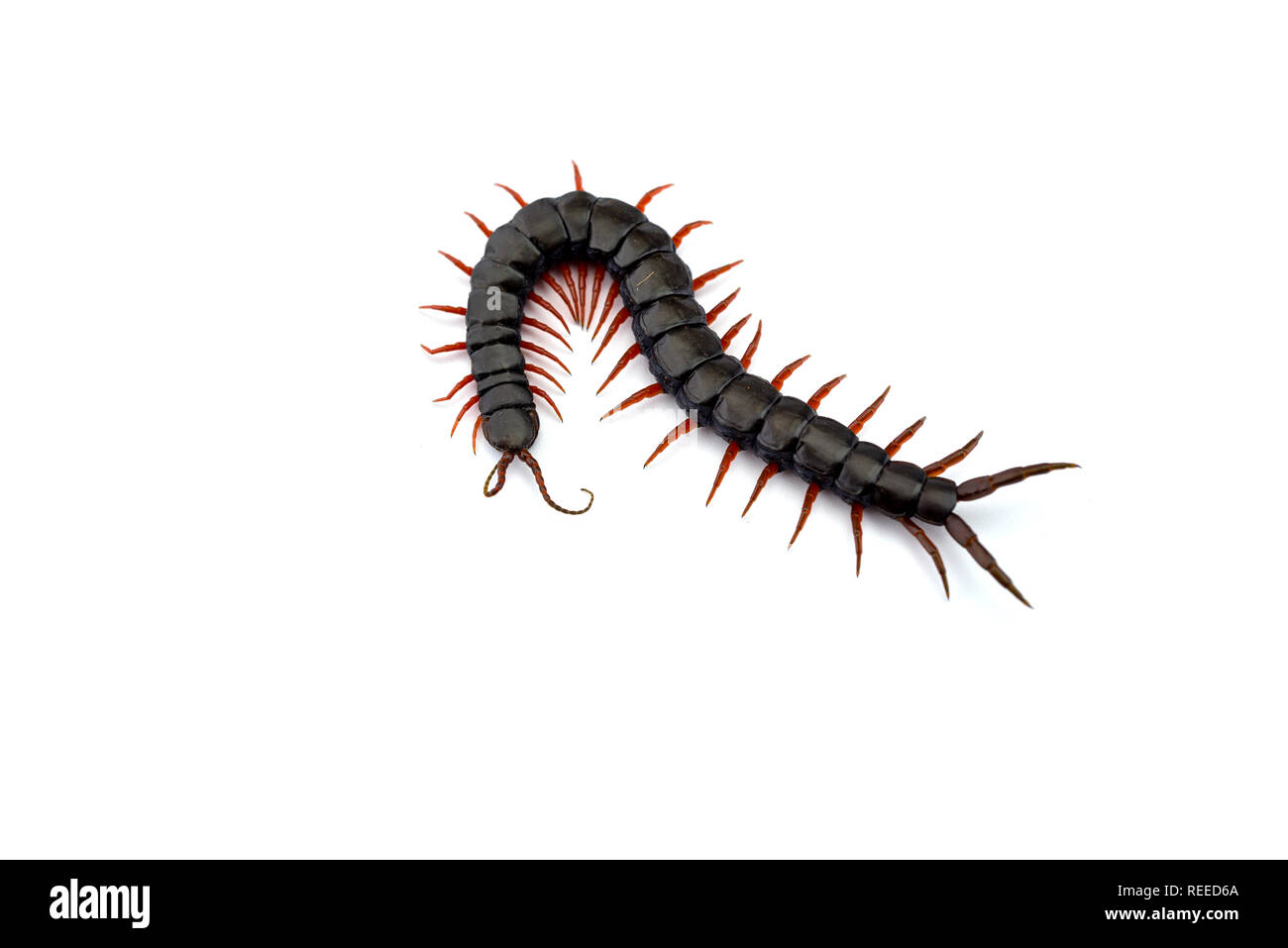 Giant centipede immagini e fotografie stock ad alta risoluzione - Alamy