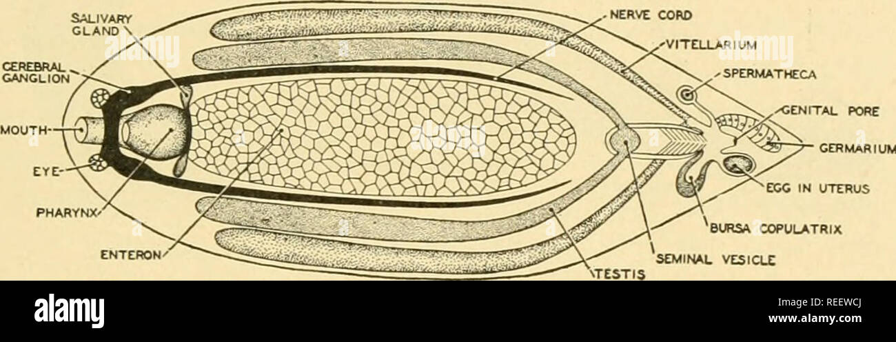 Simmetria bilaterale del corpo immagini e fotografie stock ad alta ...