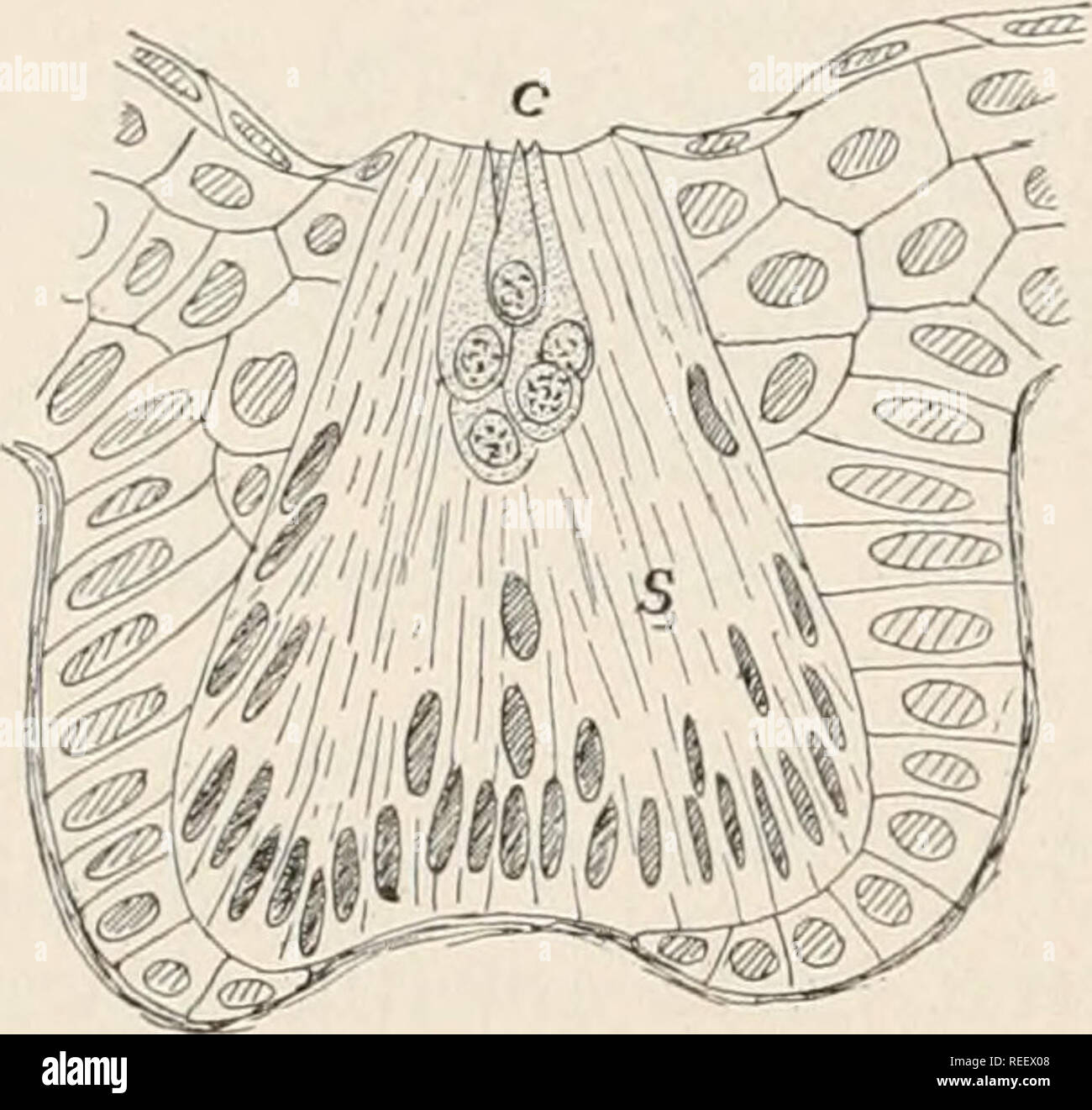 . Anatomia comparata dei vertebrati. Anatomia, comparativo; vertebrati ...