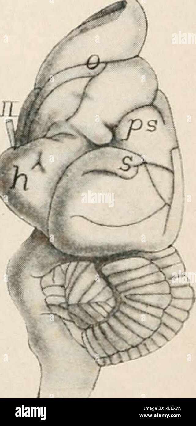 Anatomia Dell'ippocampo Immagini e Fotos Stock - Alamy