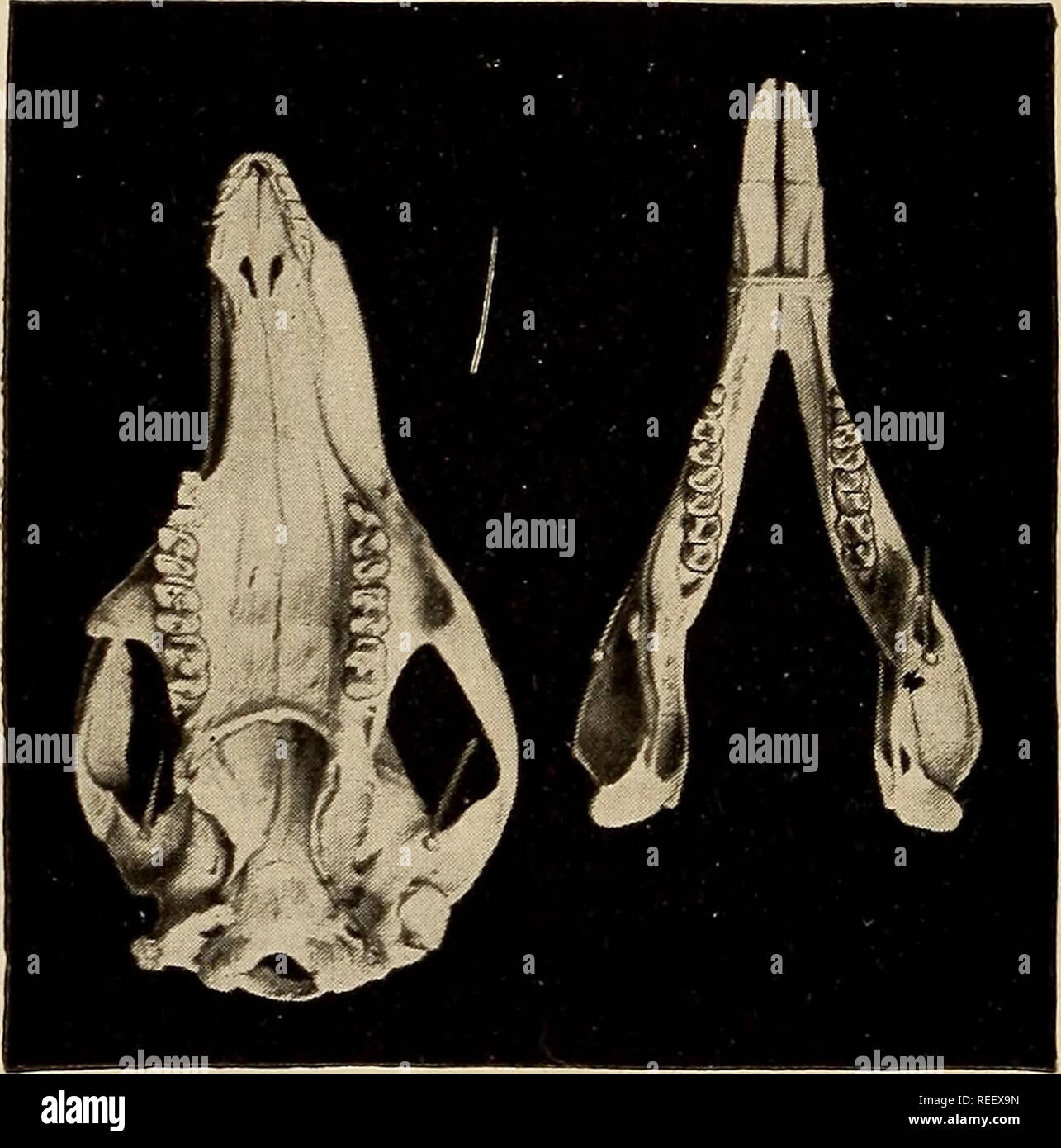 Opossum teeth immagini e fotografie stock ad alta risoluzione - Alamy