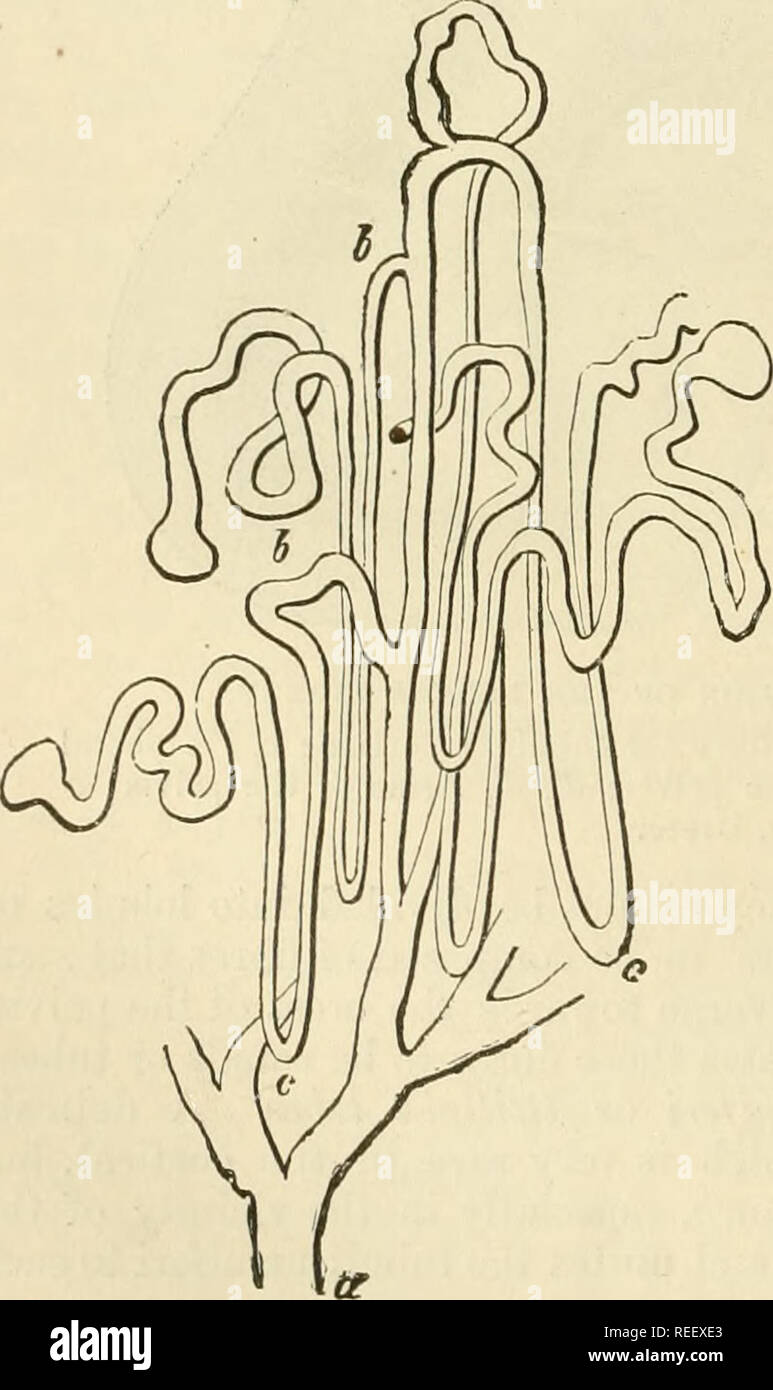 Anatomia del glomerulo del rene immagini e fotografie stock ad alta ...