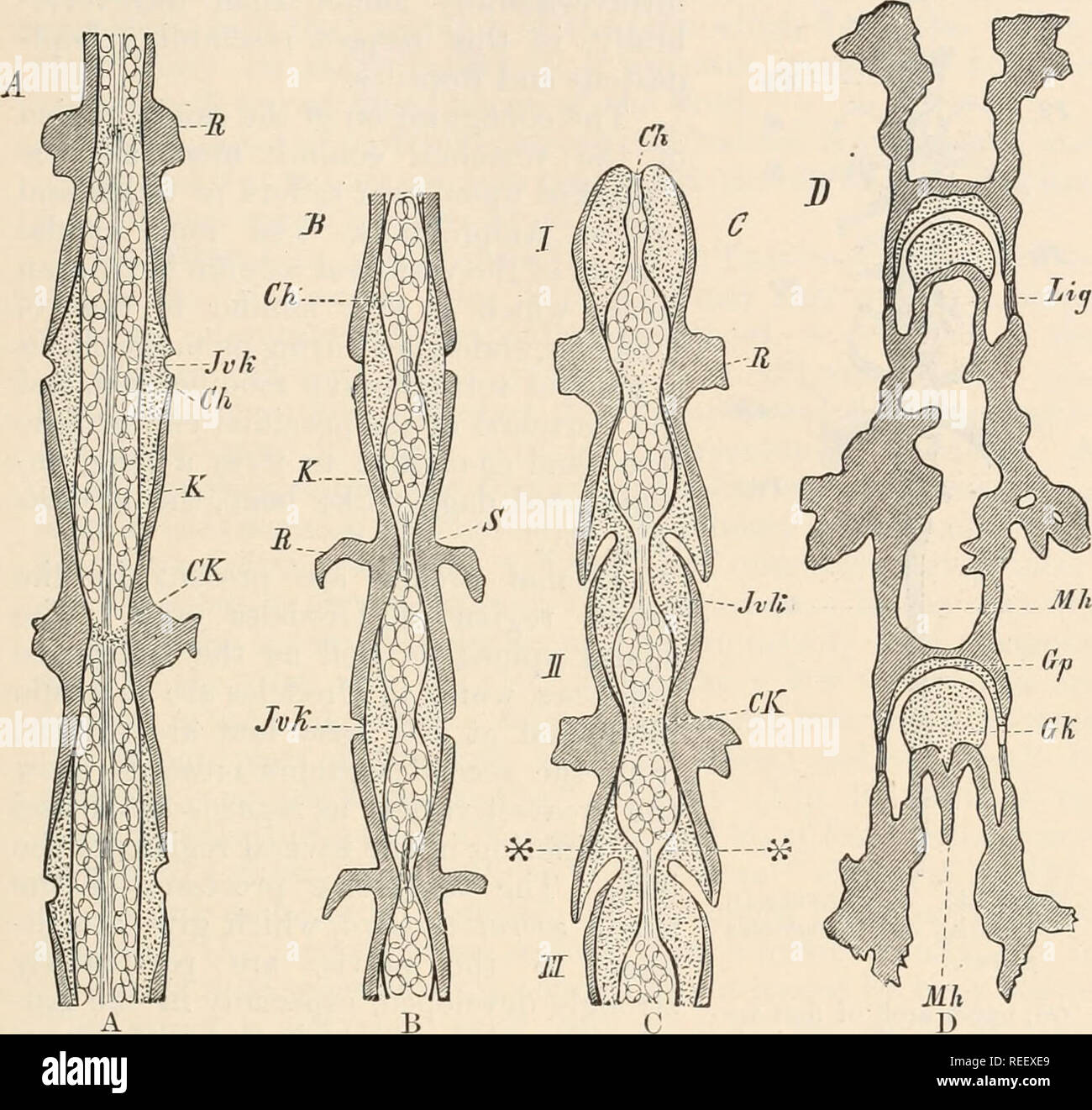 Partes de la columna vertebral anatomia immagini e fotografie stock ad ...
