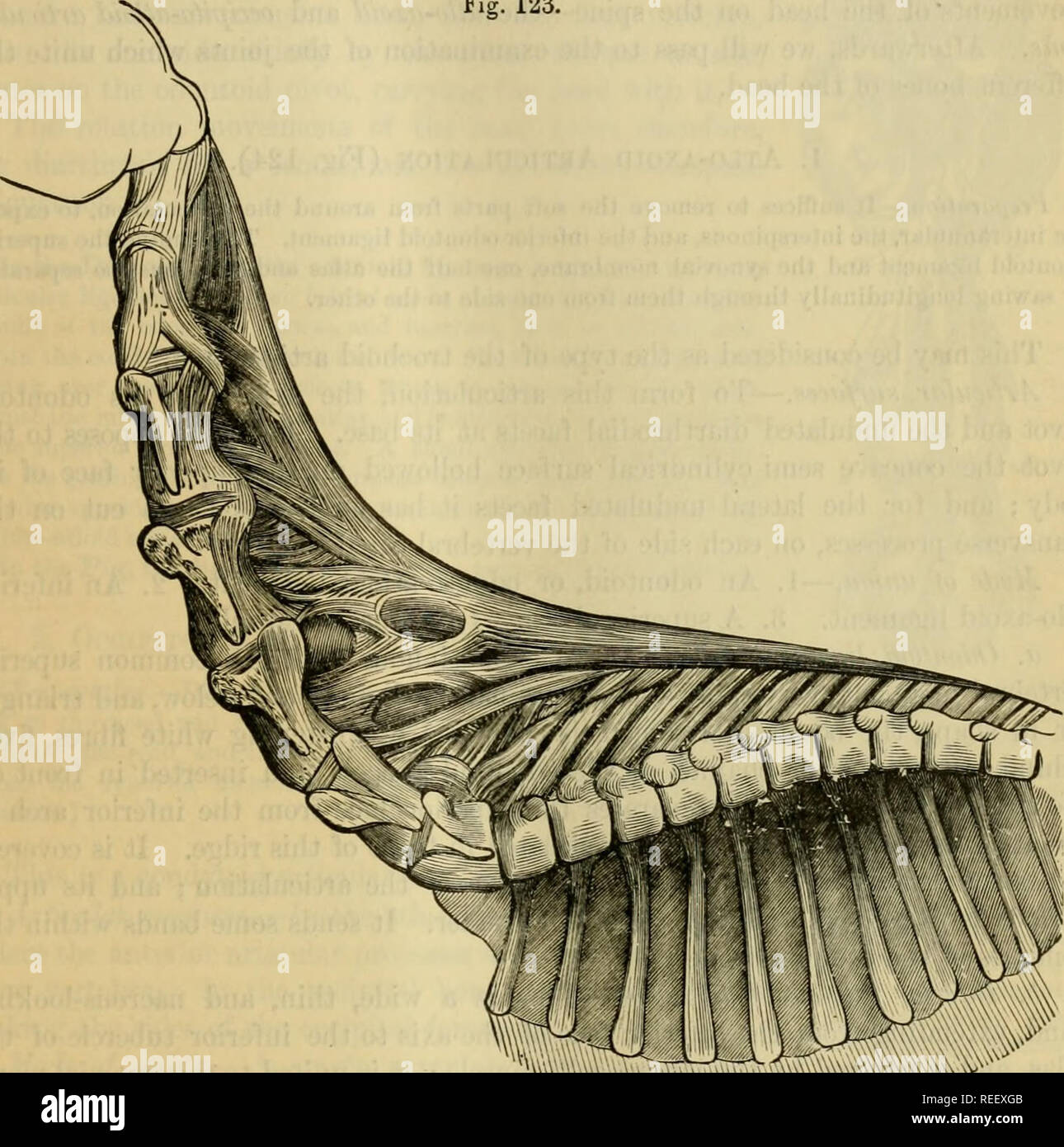 . La anatomia comparata degli animali domestici. Anatomia Veterinaria ...