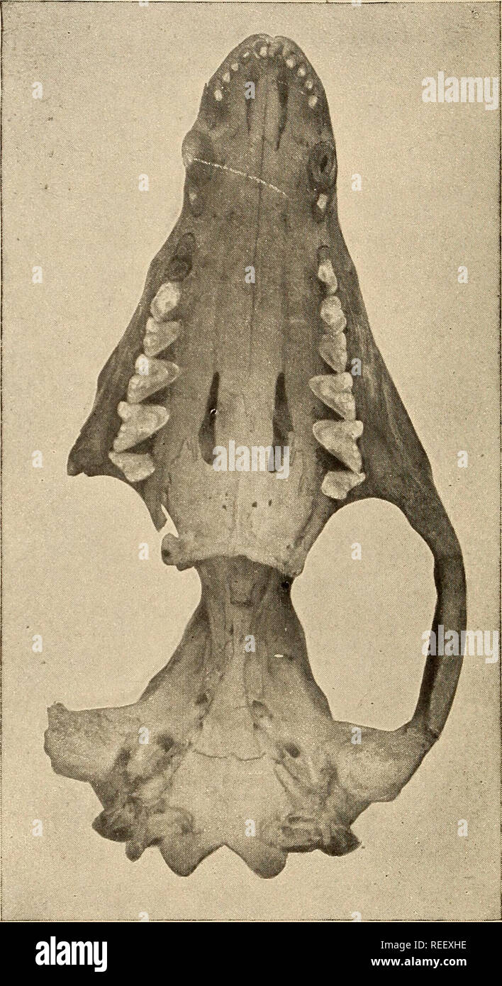 Opossum teeth immagini e fotografie stock ad alta risoluzione - Alamy