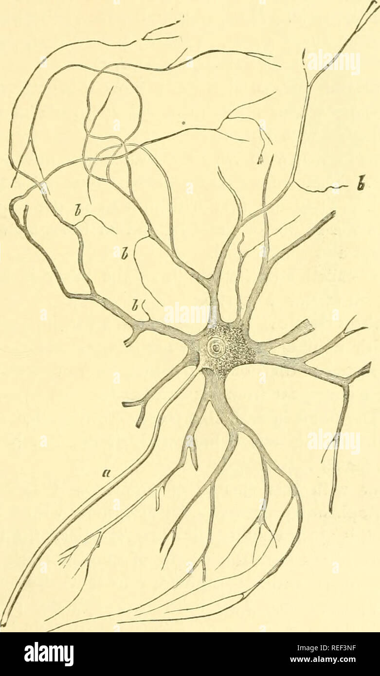 Cellula nervosa dal midollo spinale immagini e fotografie stock ad alta ...