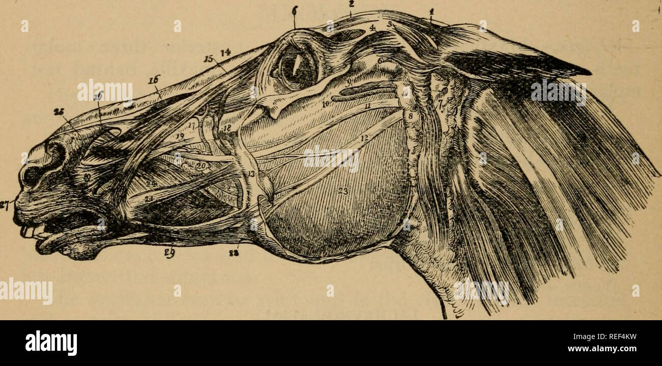 Musculos de la cabeza equinos immagini e fotografie stock ad alta ...