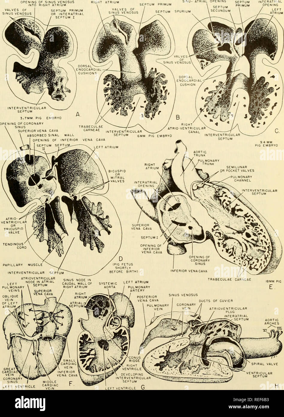 . Embriologia comparata dei vertebrati; con 2057 disegni e foto ...