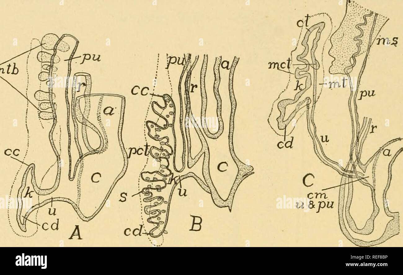 Anatomia del glomerulo del rene immagini e fotografie stock ad alta ...