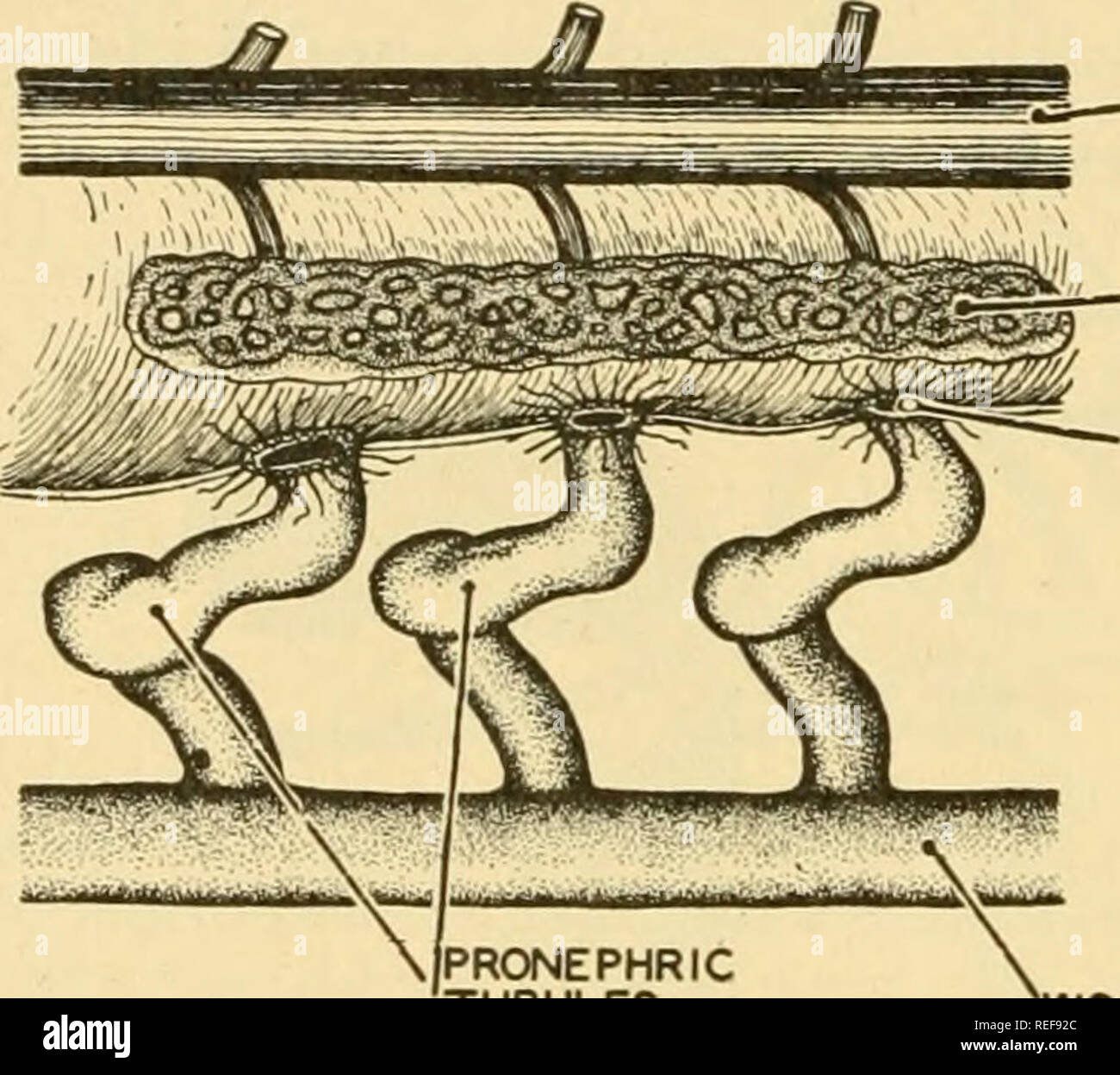 Anatomia del glomerulo del rene immagini e fotografie stock ad alta ...