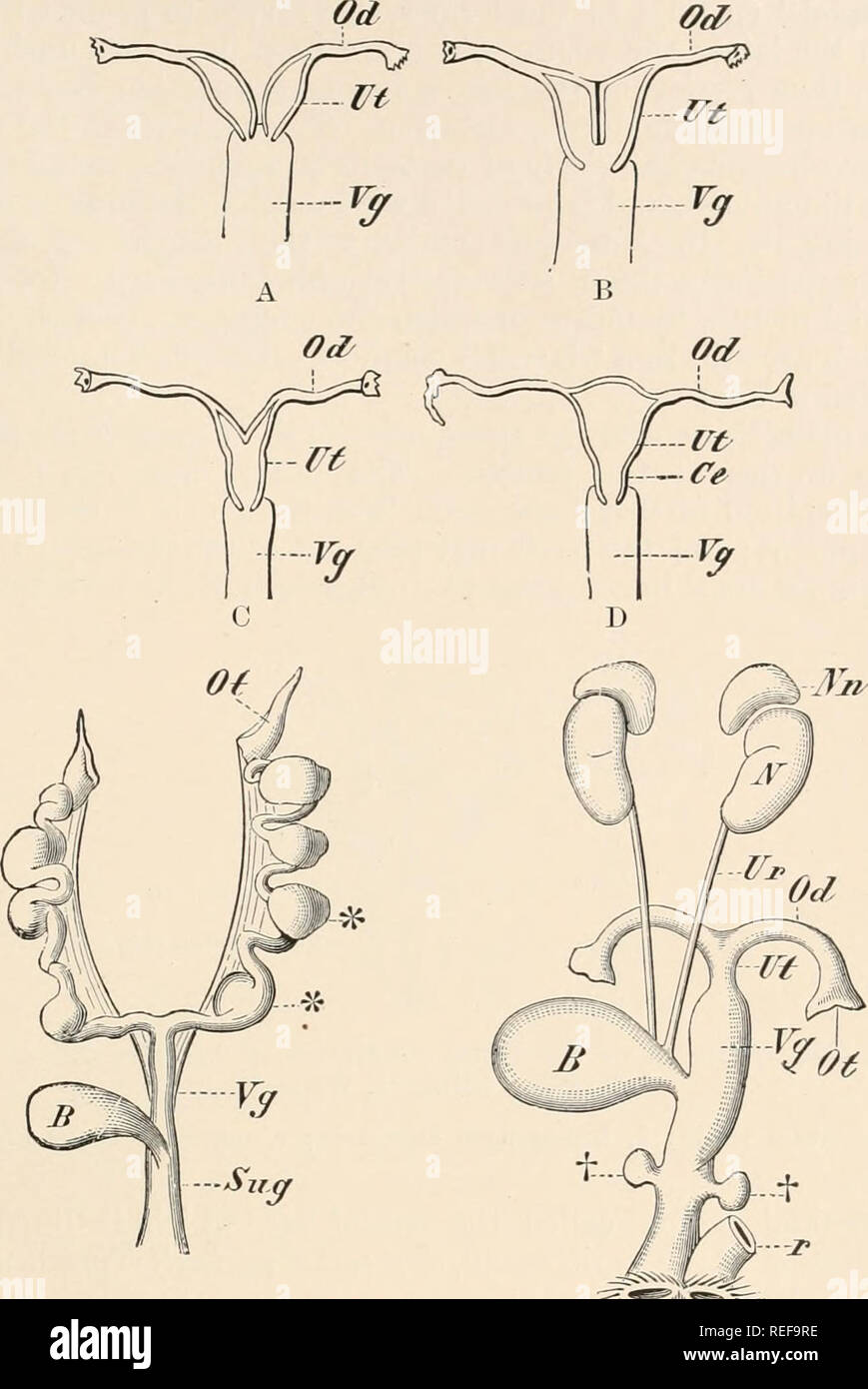 . Anatomia comparata dei vertebrati. Anatomia, comparativo; vertebrati ...