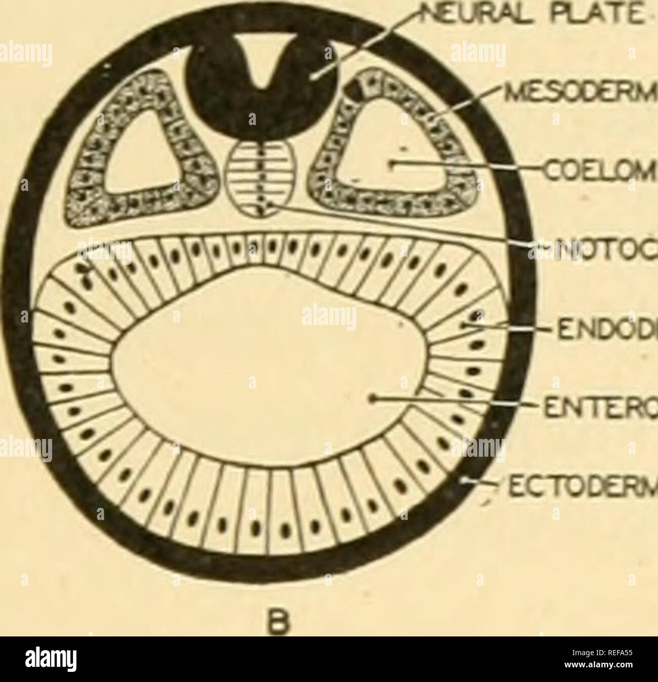 . Anatomia comparata. Anatomia di confronto. URAL fl>TE McSOOCRM ...