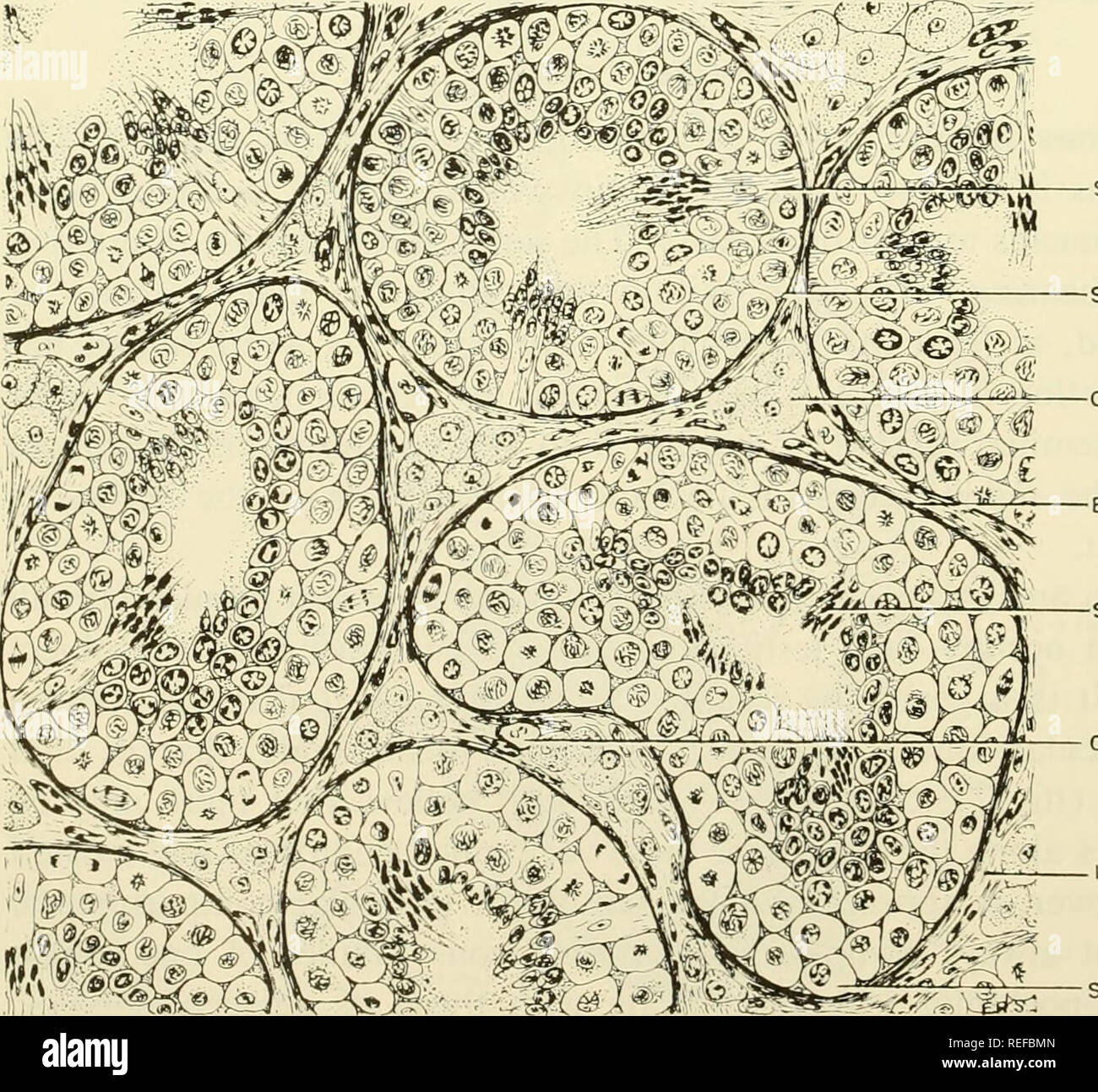 . Embriologia comparata dei vertebrati; con 2057 disegni e foto ...