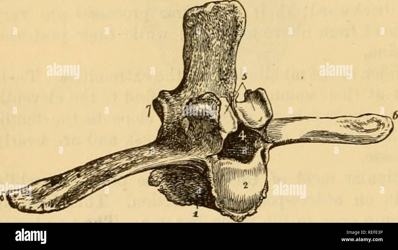 Processo spinoso delle ossa immagini e fotografie stock ad alta ...