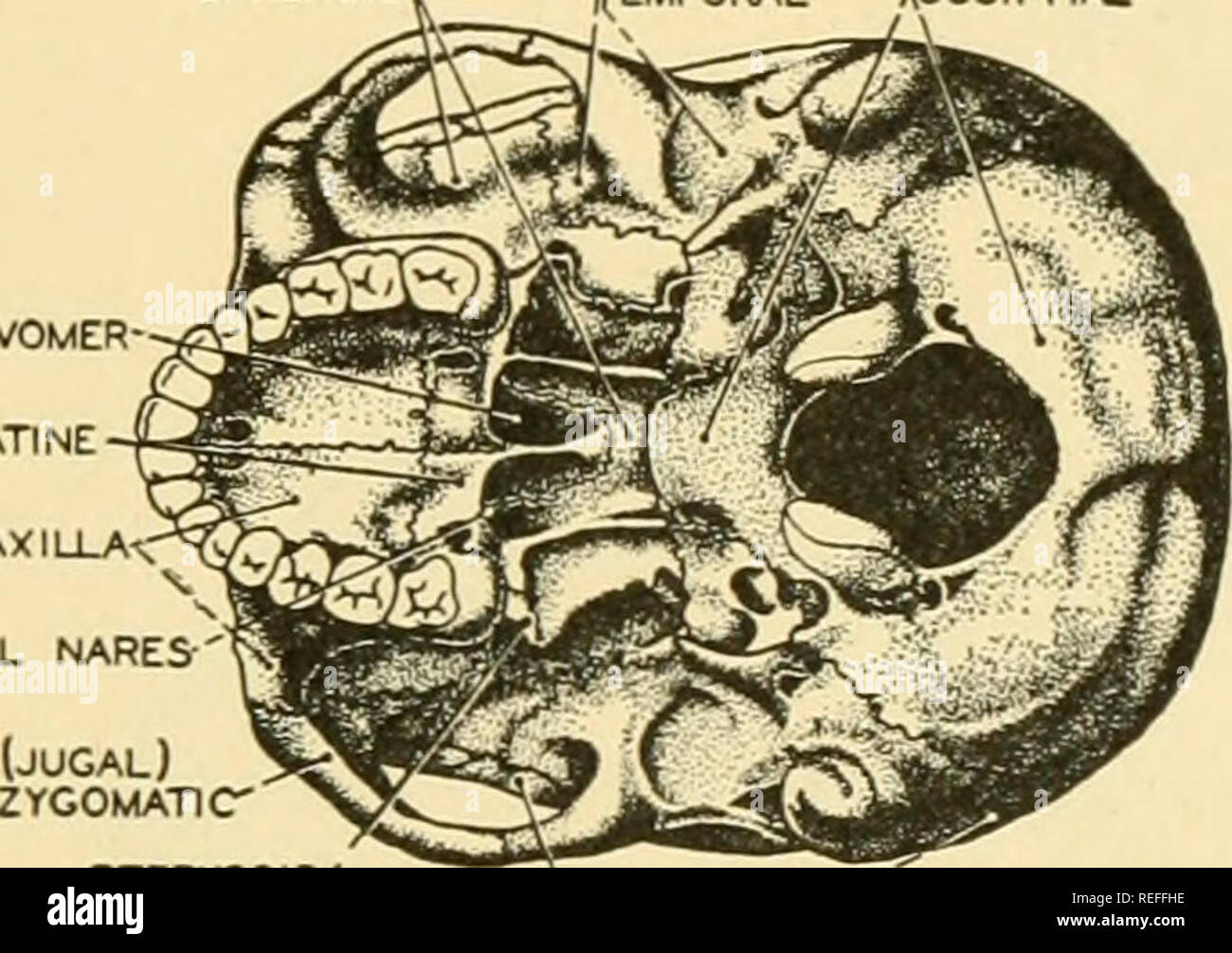 . Anatomia comparata. Anatomia di confronto. IPITAL PALATINO ...