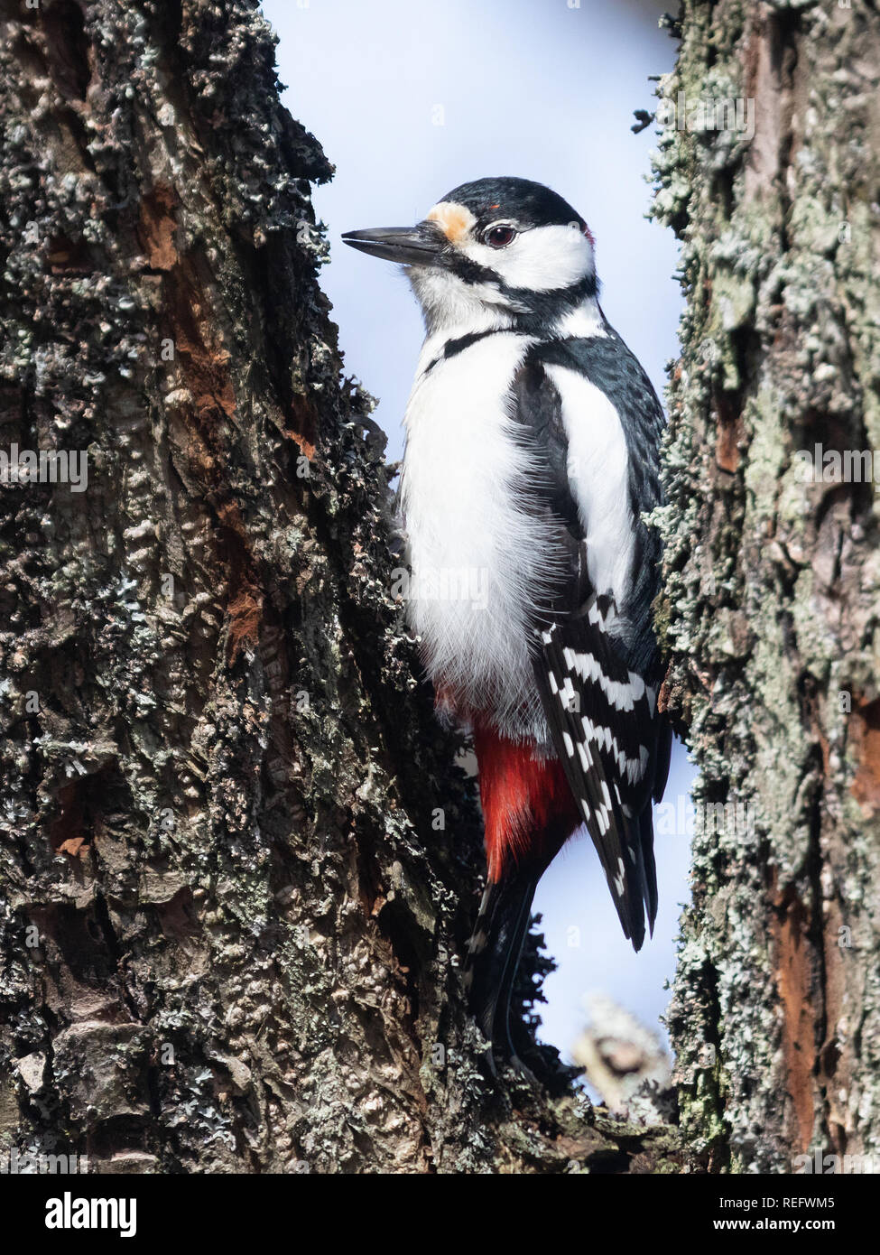 Piumaggio del picchio rosso maggiore immagini e fotografie stock ad ...