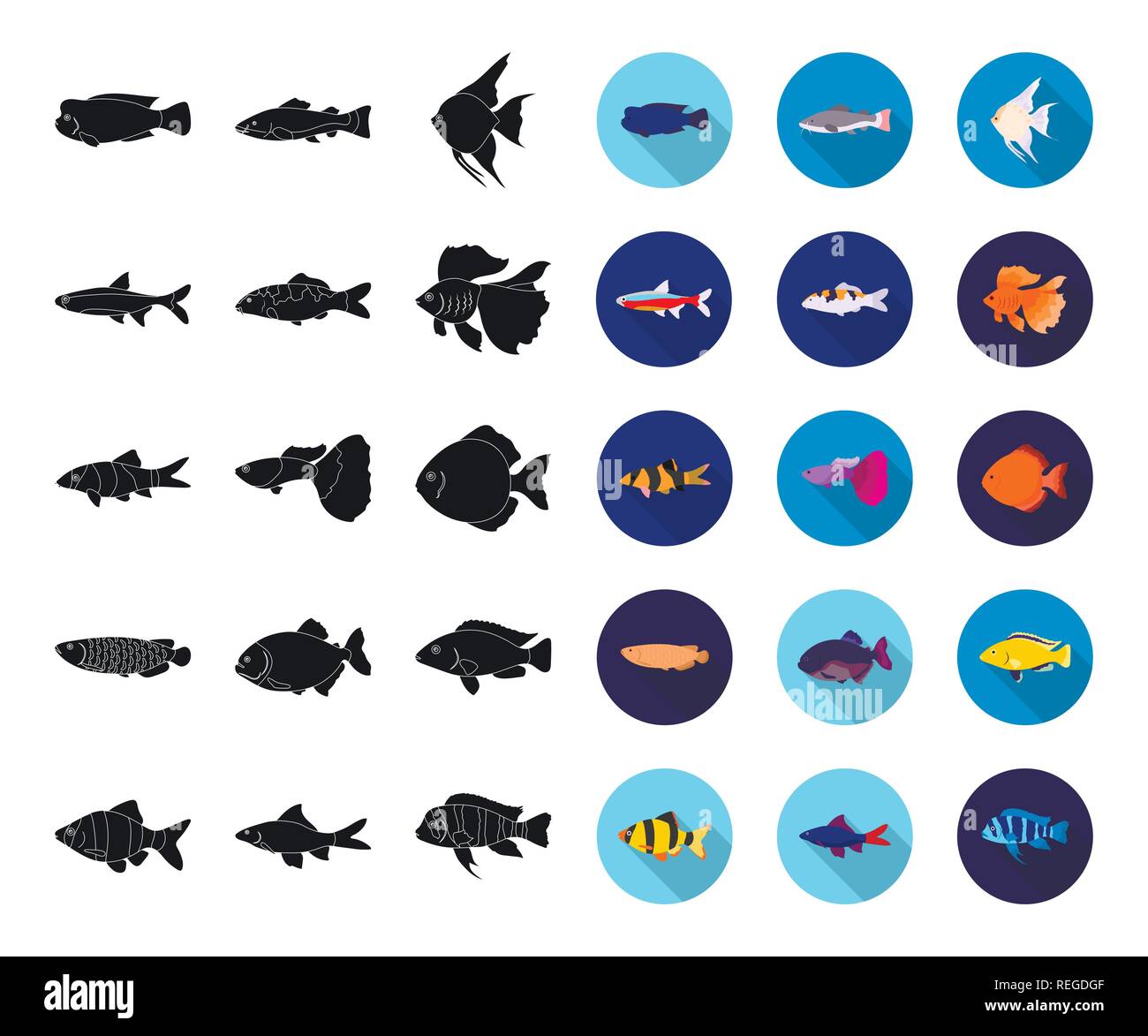 Acquario,axlrodi,barbus,bicolor,Black,appartamento,botia,raccolta ...