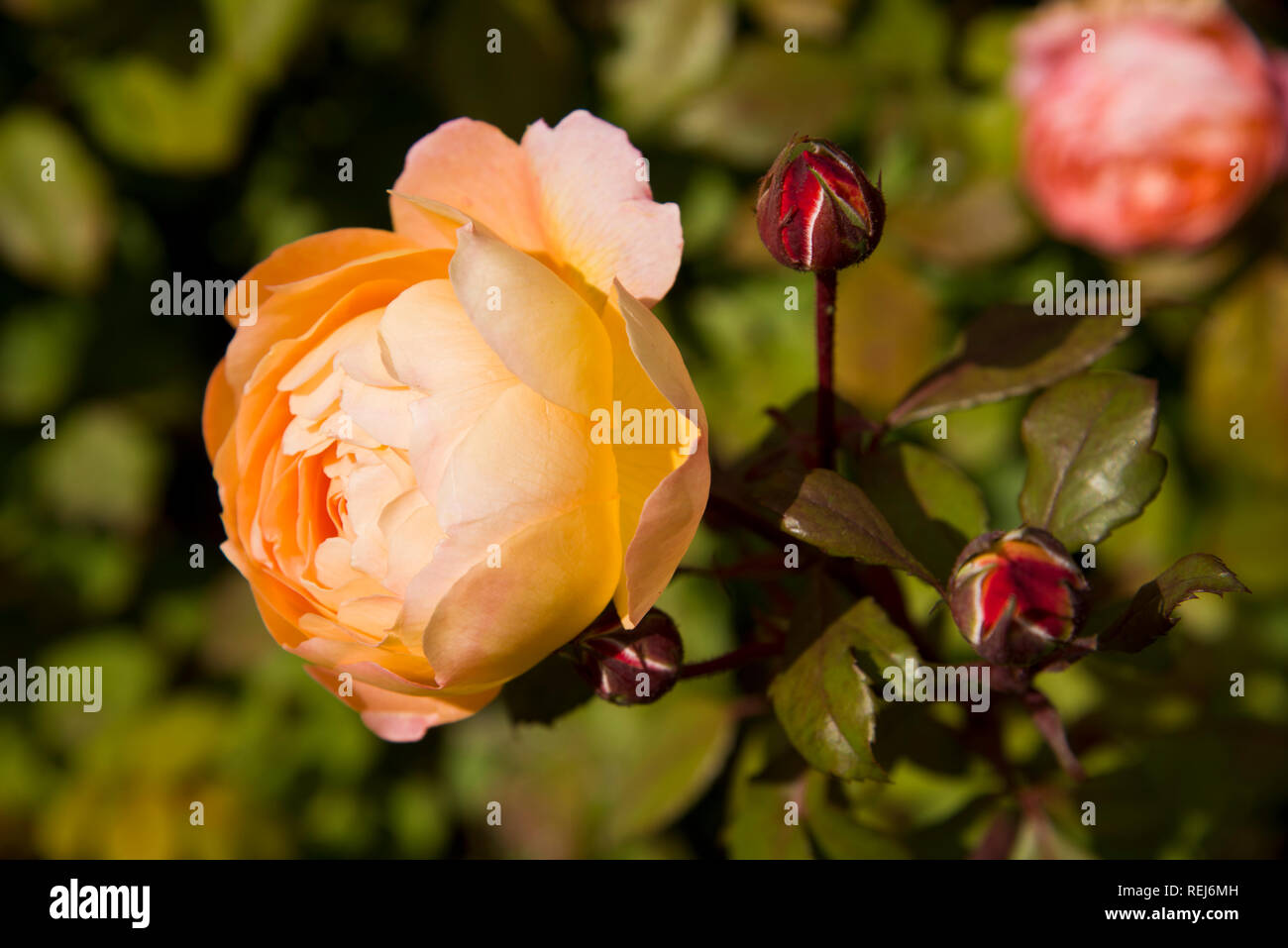 Lady emma hamilton rose immagini e fotografie stock ad alta risoluzione ...