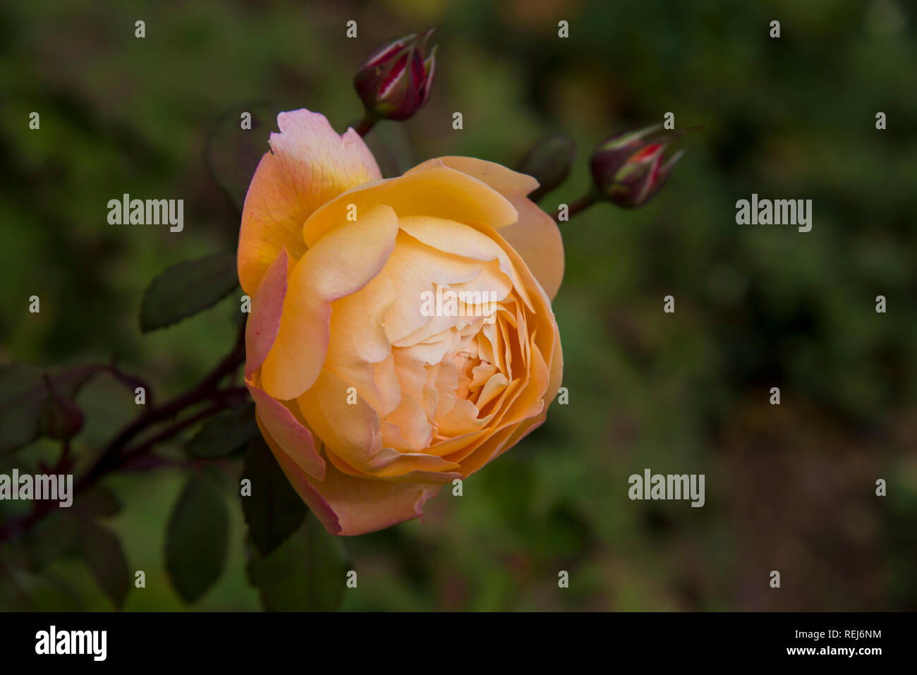 Lady emma hamilton rose immagini e fotografie stock ad alta risoluzione ...
