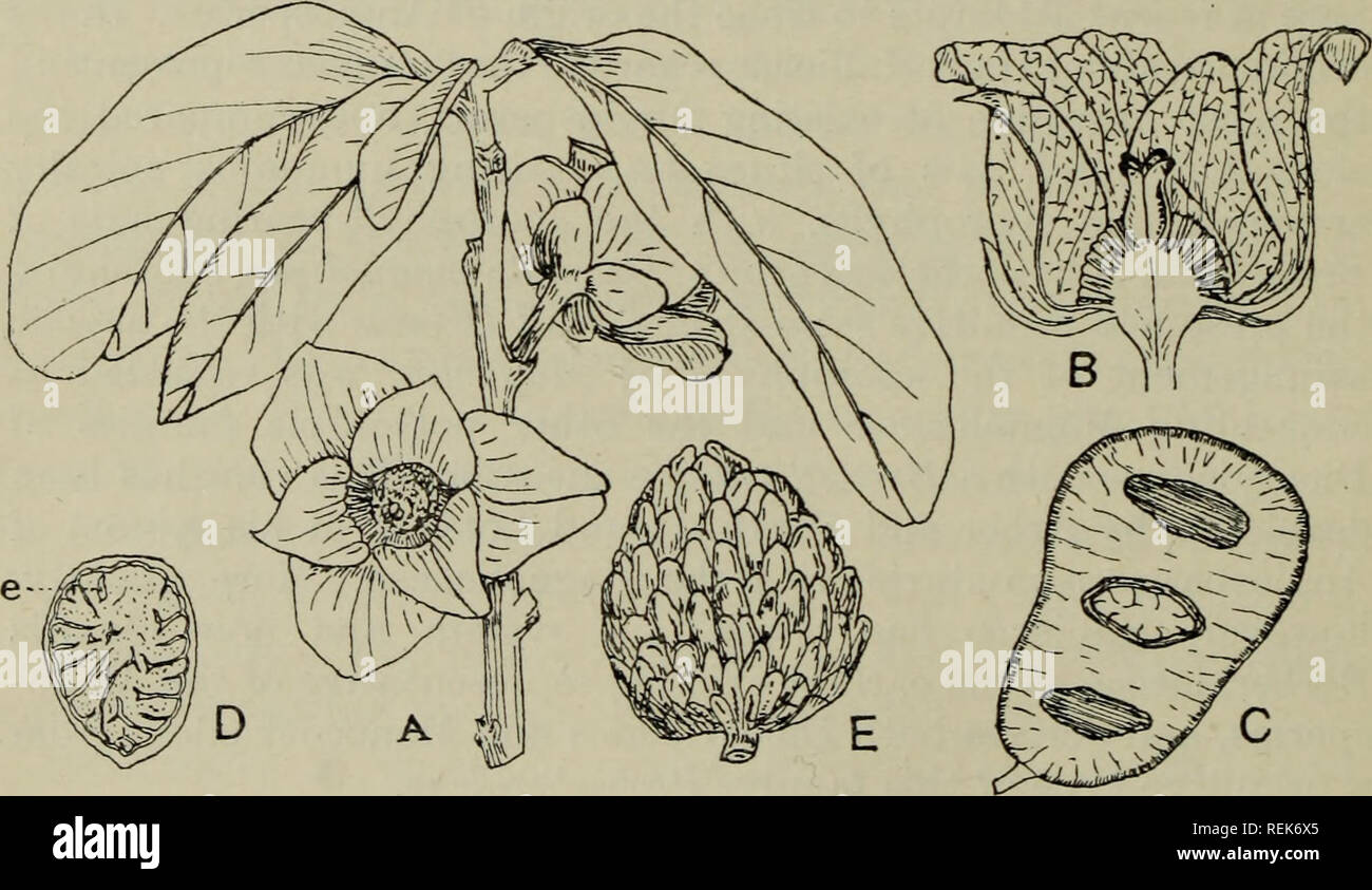 Famiglia annonaceae immagini e fotografie stock ad alta risoluzione - Alamy
