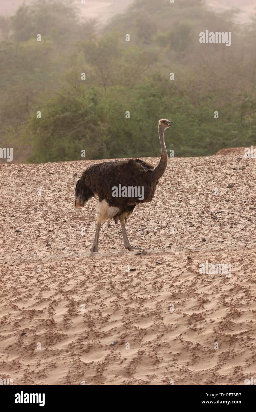 Lo struzzo arabo immagini e fotografie stock ad alta risoluzione - Alamy