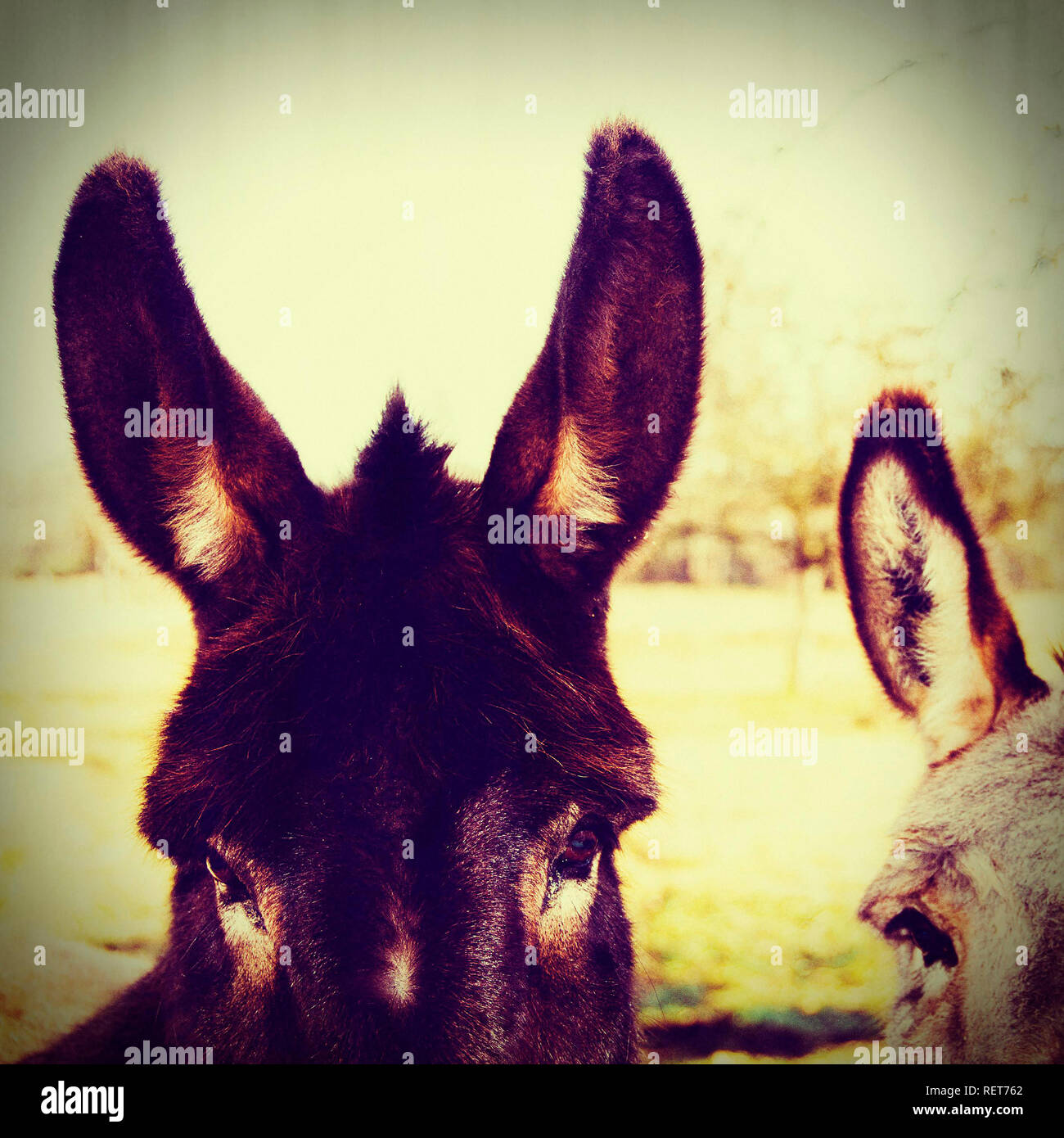 Orecchie di asini immagini e fotografie stock ad alta risoluzione - Alamy