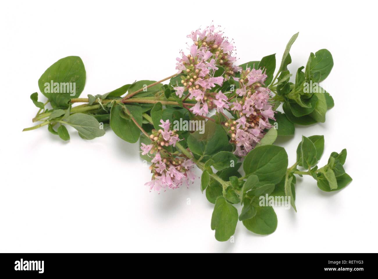 Origano in fiore origanum vulgare immagini e fotografie stock ad alta ...