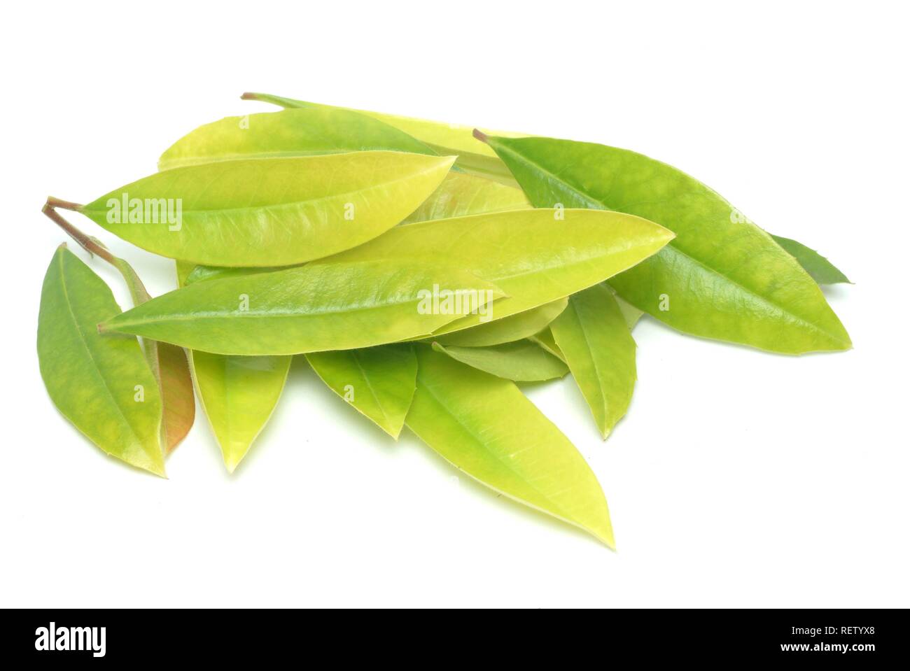 Ilex paraguariensis immagini e fotografie stock ad alta risoluzione - Alamy