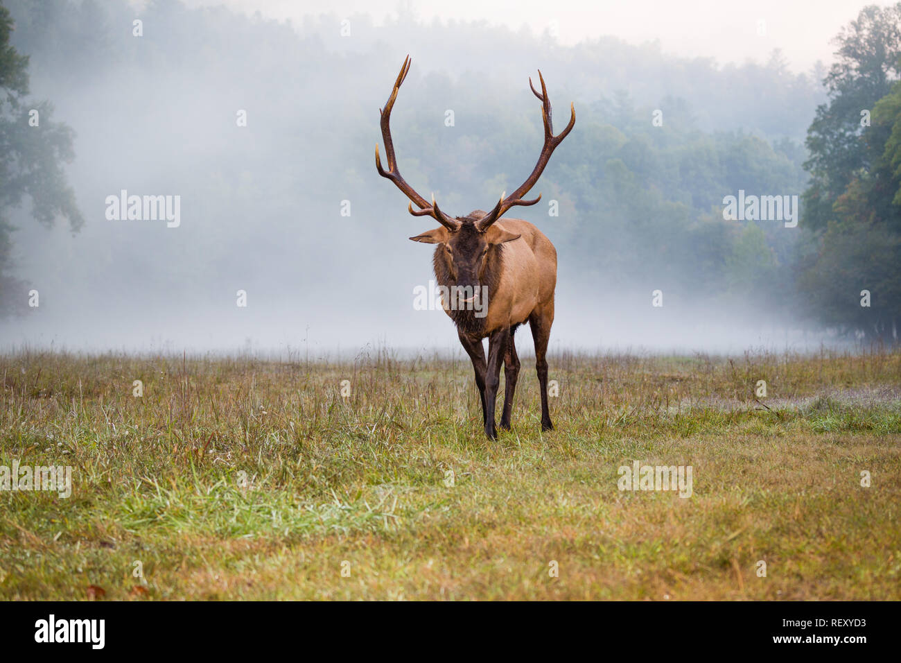 Corna di cervo gigante immagini e fotografie stock ad alta risoluzione ...