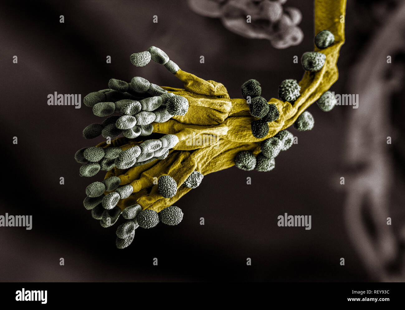 Penicillium notatum immagini e fotografie stock ad alta risoluzione - Alamy